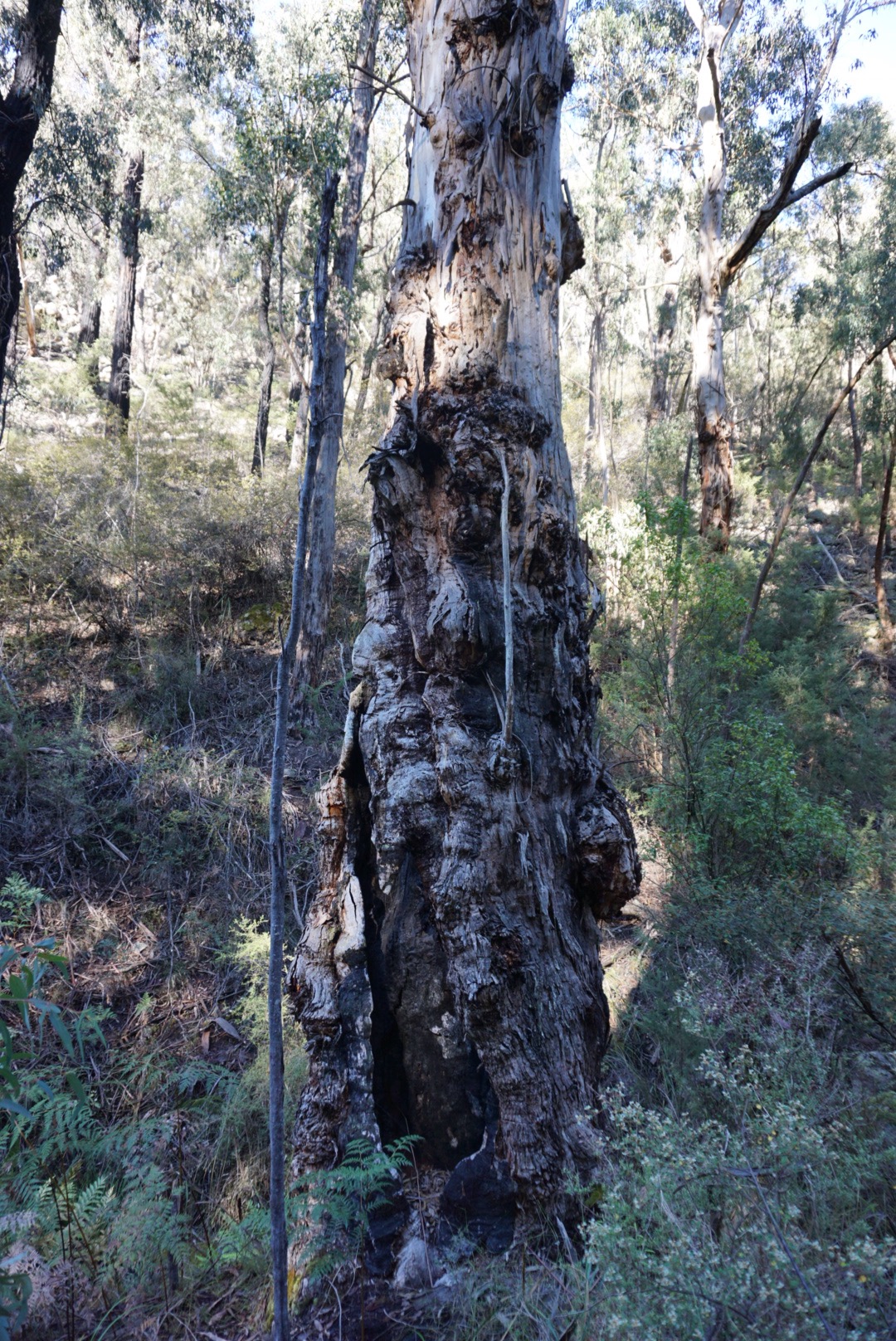 Ironbark Gorge and Currawong Falls | Michelle Walks