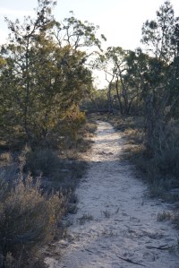 Kiata campground and Redgum walk | Michelle Walks